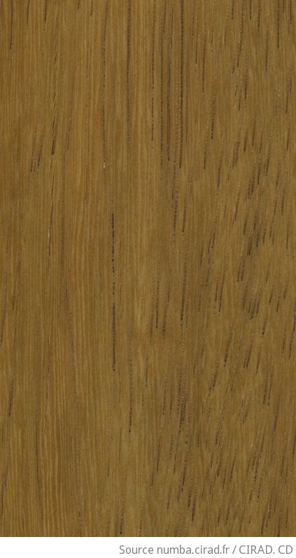 Collection de bois de la Xylothèque du Cirad. Bois de l'Atlas des bois ...