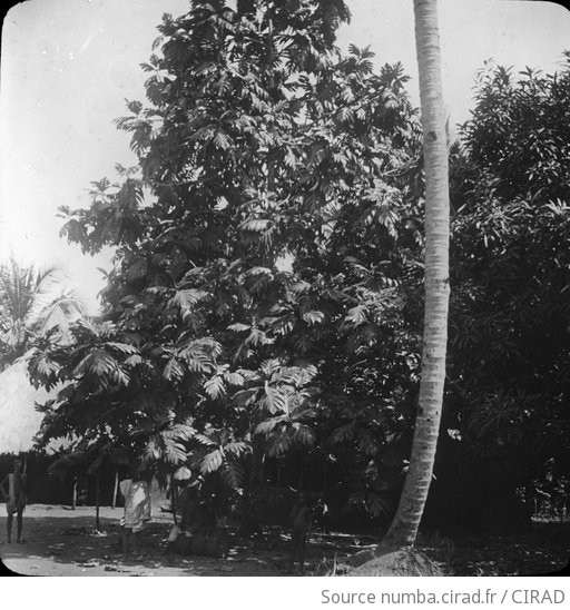 Arbre à pain à Konakry / M. Mangin | Documents du site CIRAD | NumBA