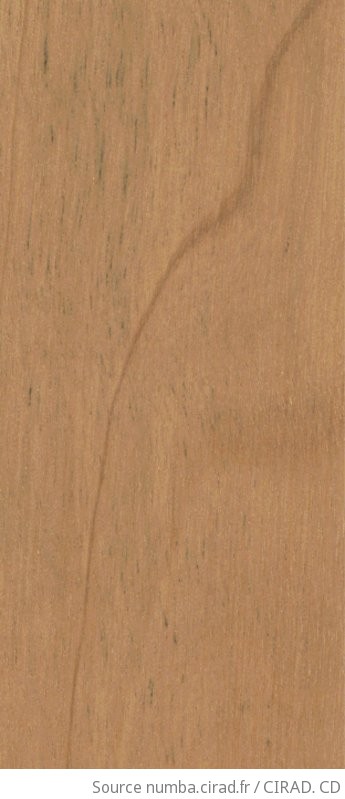 Collection de bois de la Xylothèque du Cirad. Bois de Guyane. Parinari ...