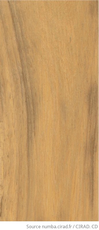 Collection de bois de la Xylothèque du Cirad. Bois de Guyane. Swartzia ...