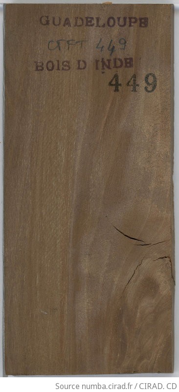 Collection de bois de la Xylothèque du Cirad. Bois de la Collection de ...