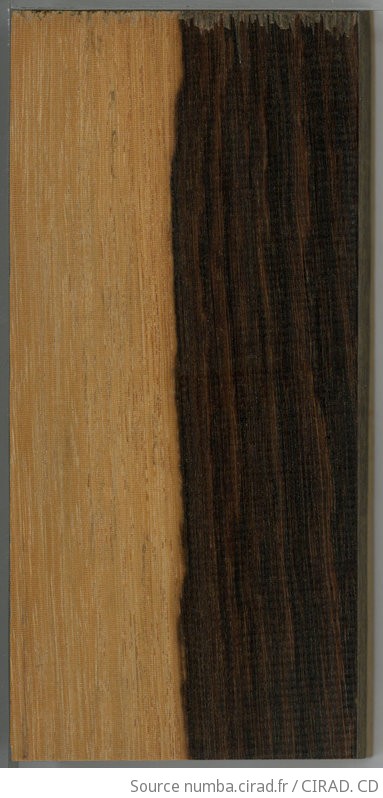 Collection de bois de la Xylothèque du Cirad. Bois de la Collection de ...