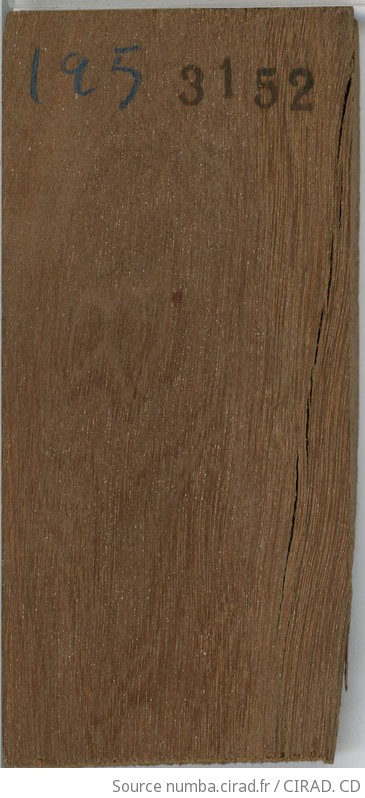 Collection de bois de la Xylothèque du Cirad. Bois de la Collection de ...