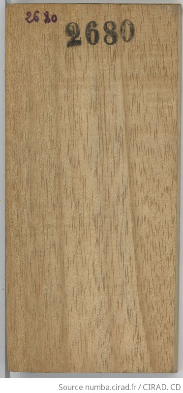Collection de bois de la Xylothèque du Cirad. Bois de la Collection de ...