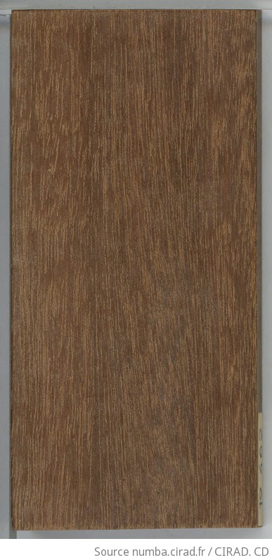 Collection de bois de la Xylothèque du Cirad. Bois de la Collection de ...